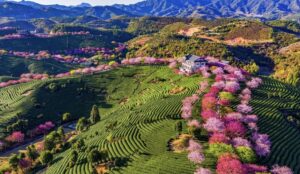 Discover the Enchantment of Yongfu Cherry Blossom Valley: A Springtime ...
